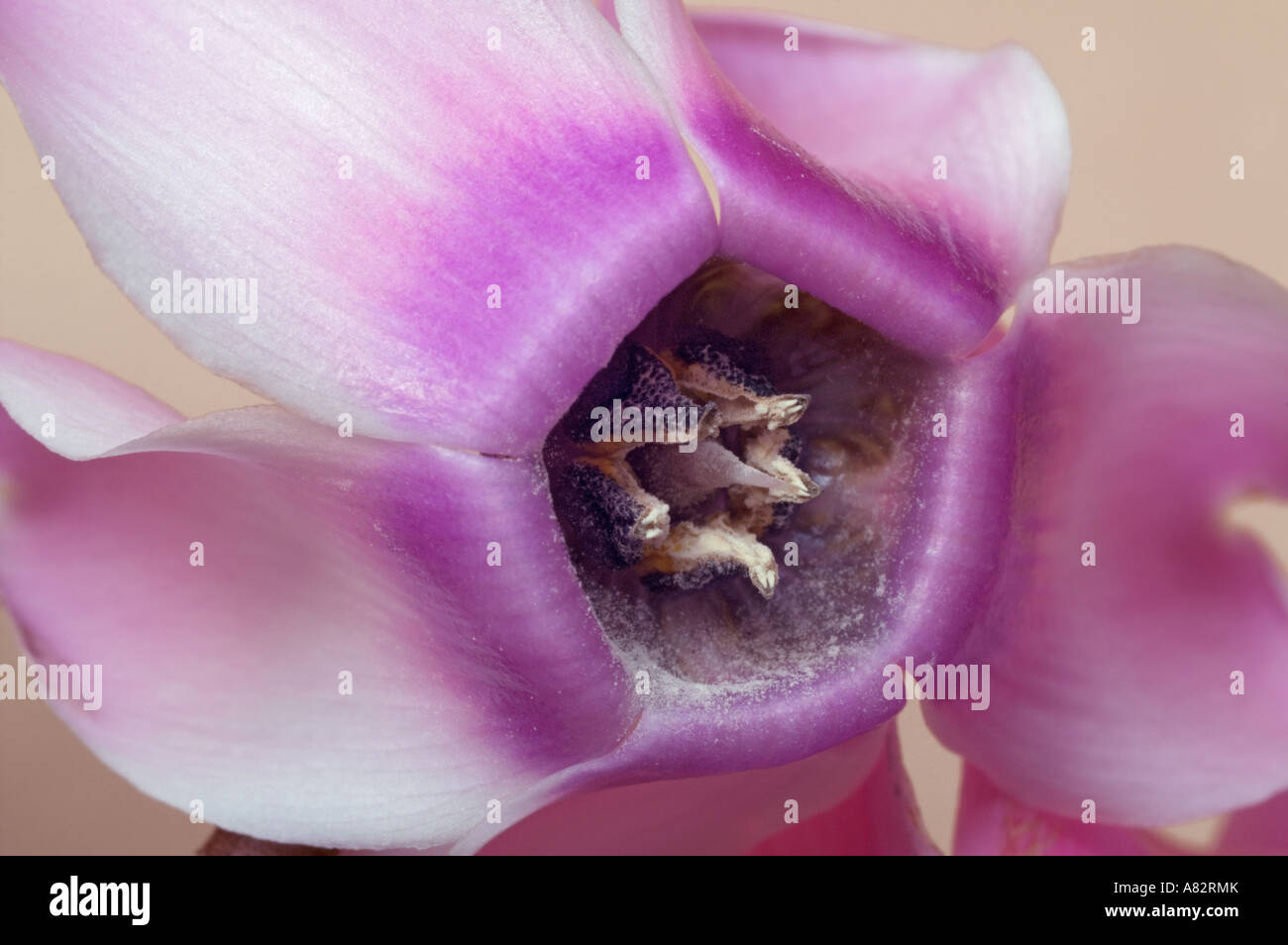 Florist's Cyclamen (Cyclamen persicum Stock Photo - Alamy