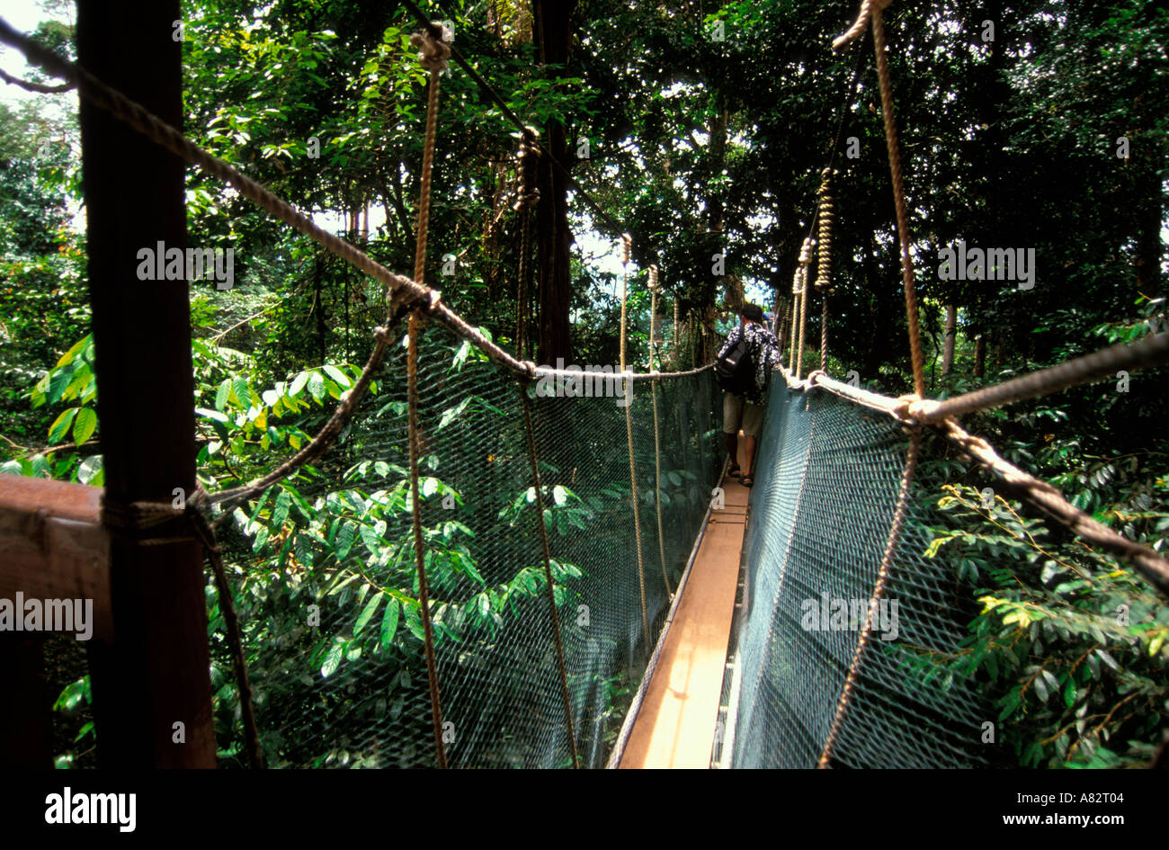Tree top walk in rainforest Malaysia Stock Photo - Alamy