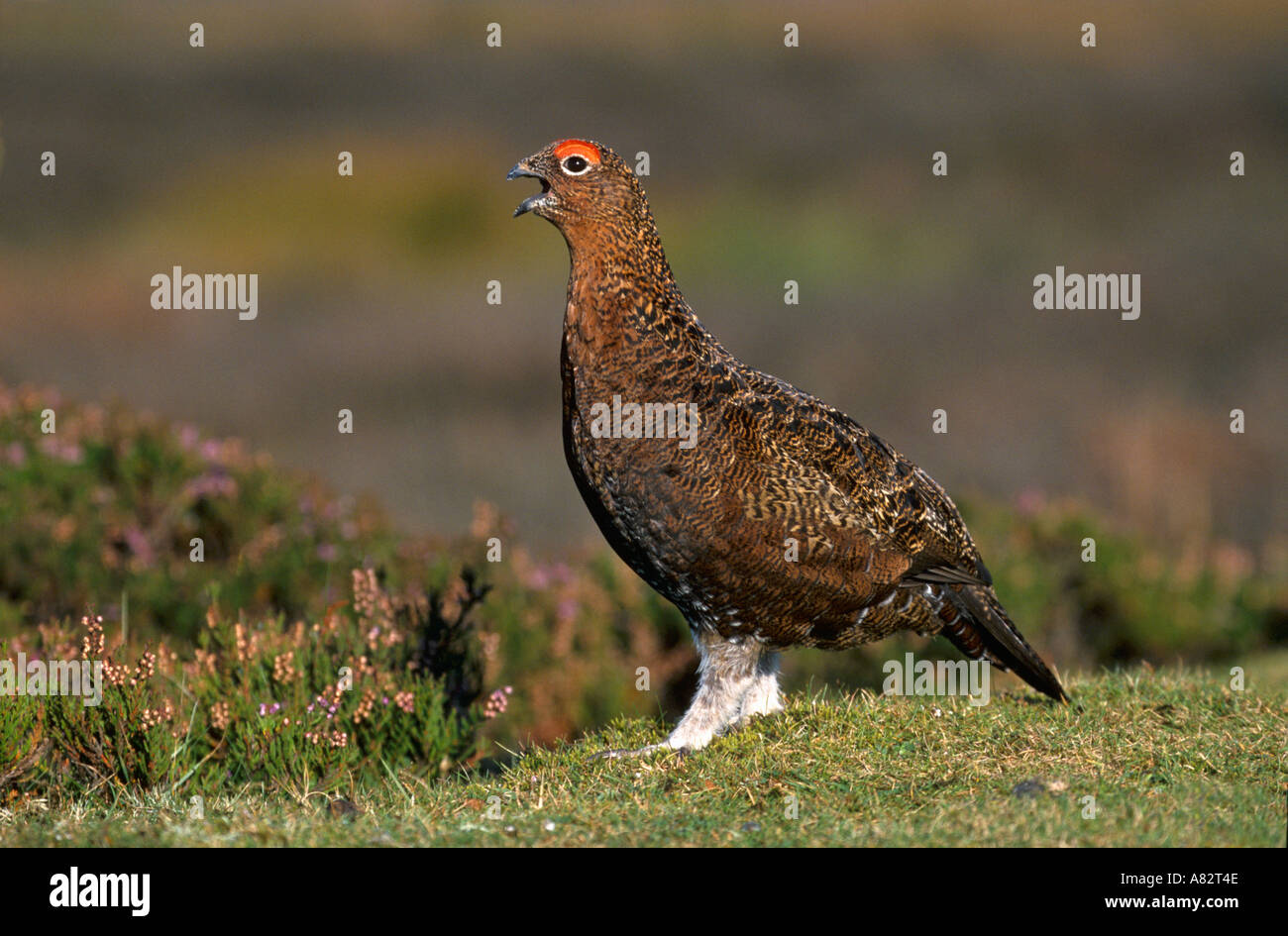 Grouse but hi-res stock photography and images - Alamy