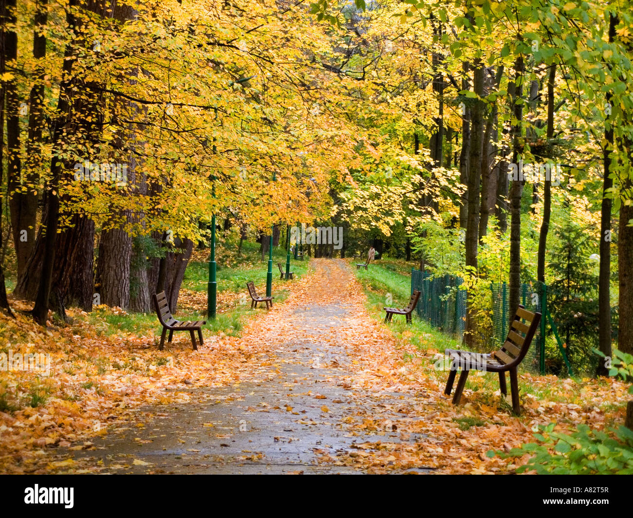 Empty road at autumn Stock Photo - Alamy