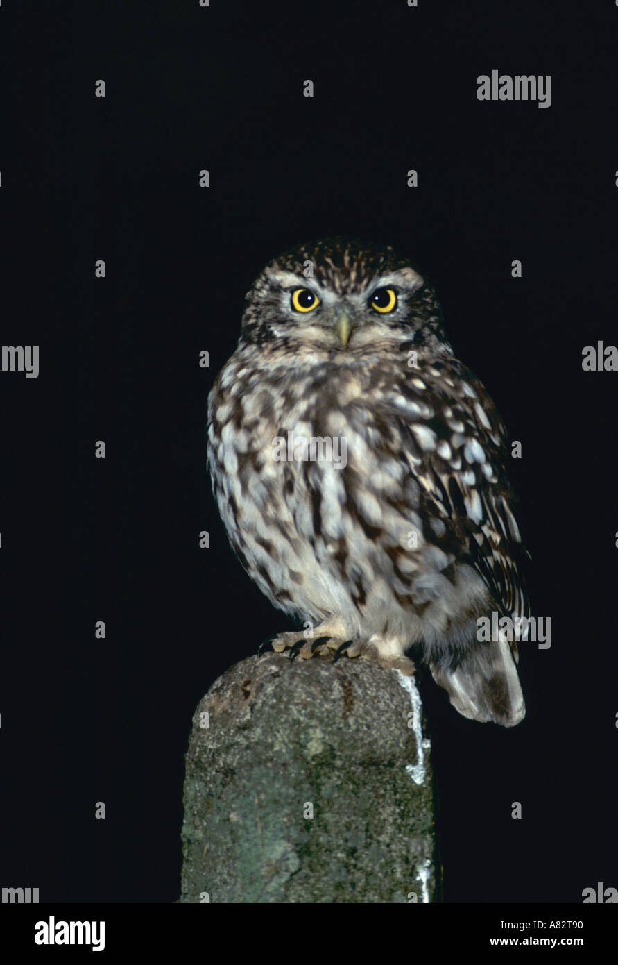 Owl on hi-res stock photography and images - Alamy