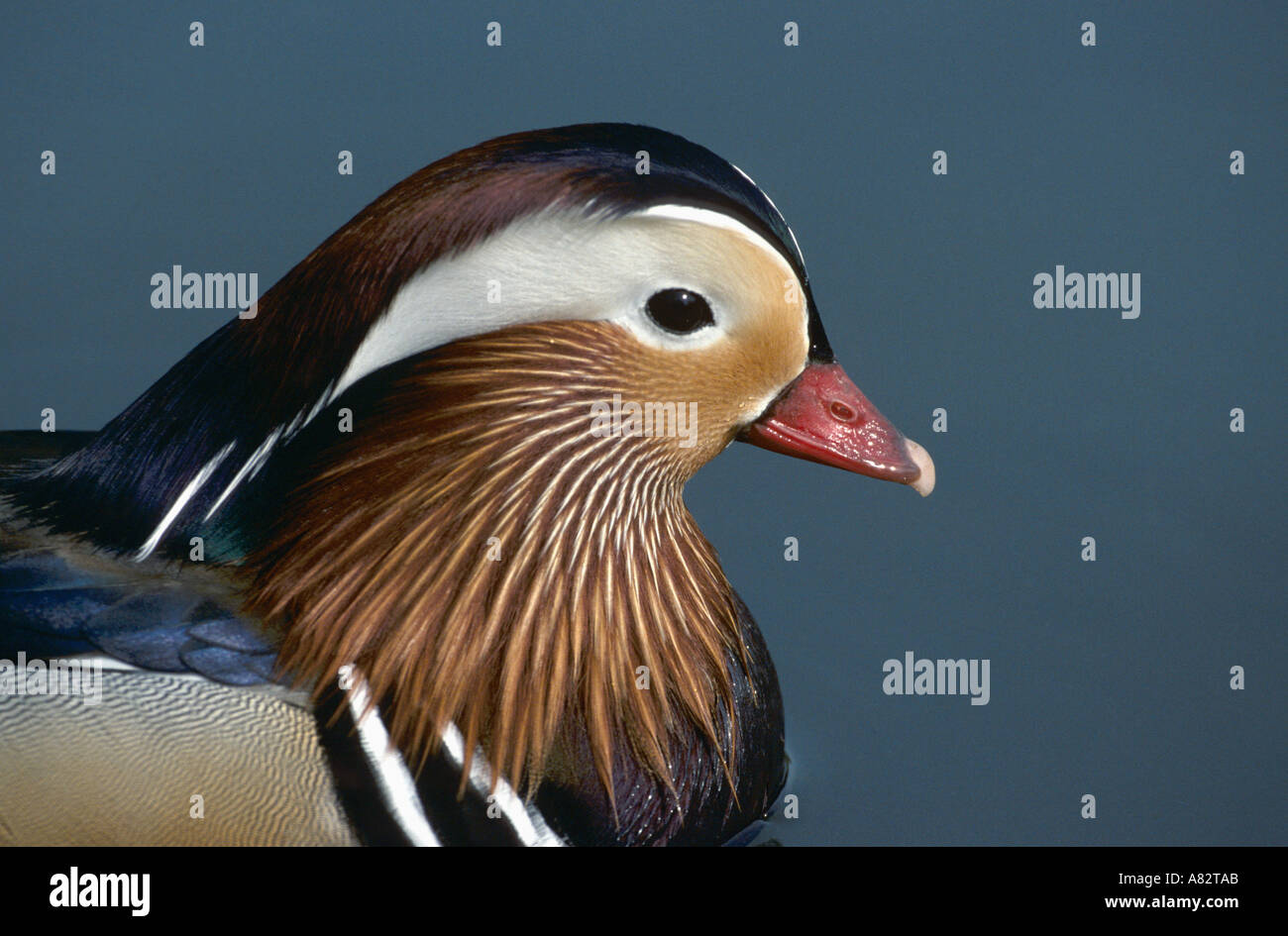 Drake Mandarin Duck head Stock Photo - Alamy