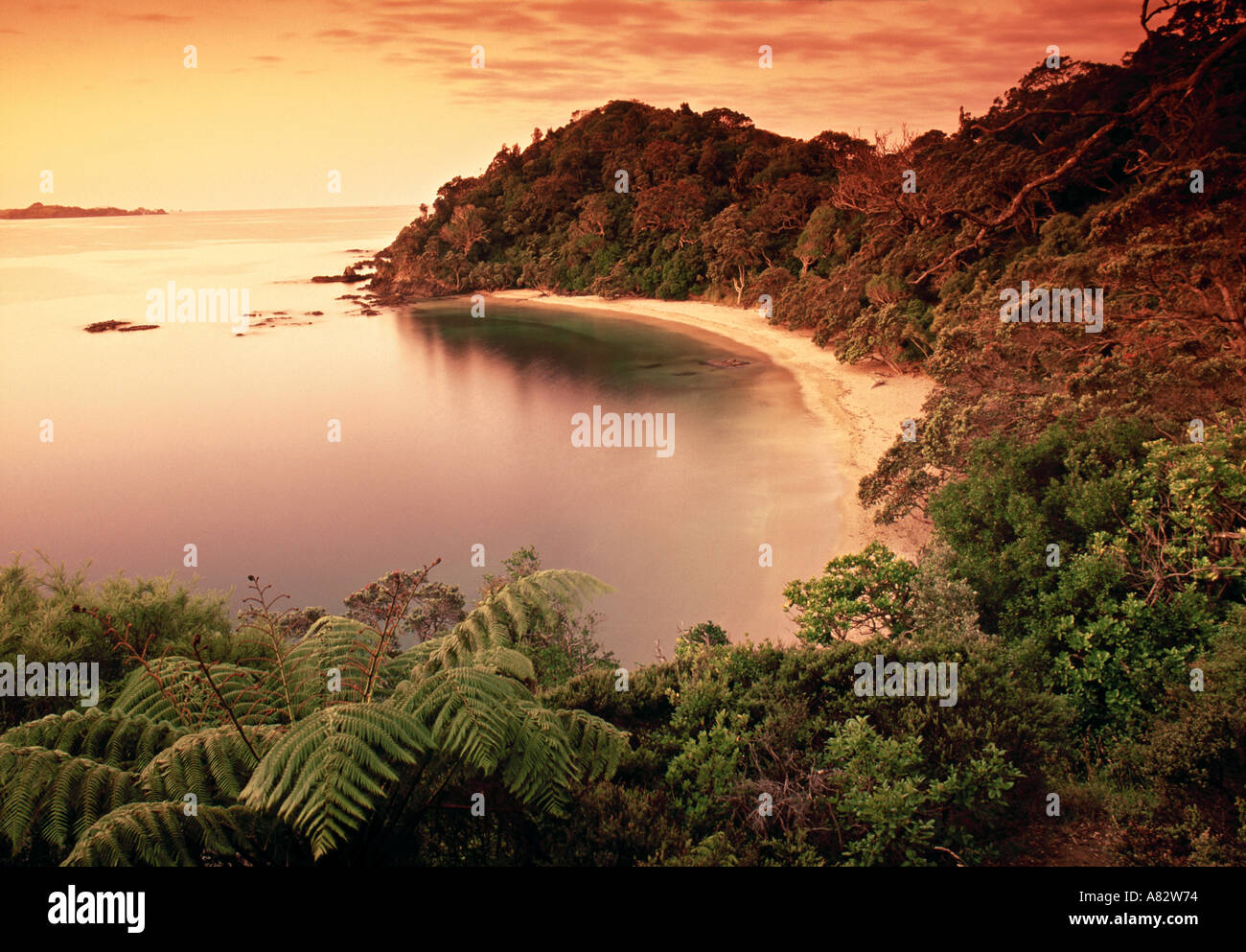 Whale Bay, Northland, New Zealand Stock Photo - Alamy