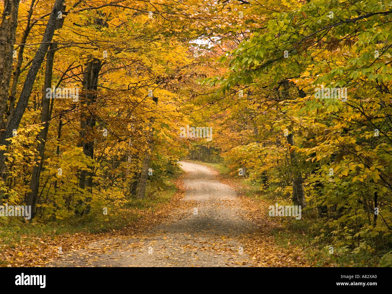 Mt. Greylock reservation, Massachusetts, USA Stock Photo - Alamy