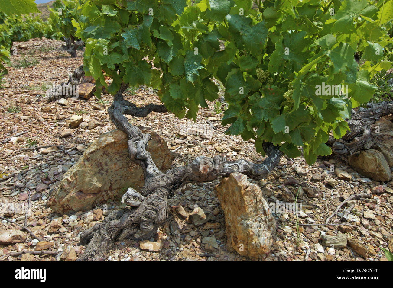 vine grapevine in stony ground Stock Photo - Alamy