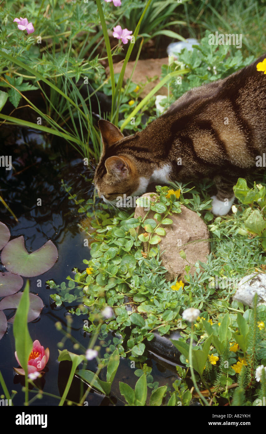 cat at pond Stock Photo - Alamy