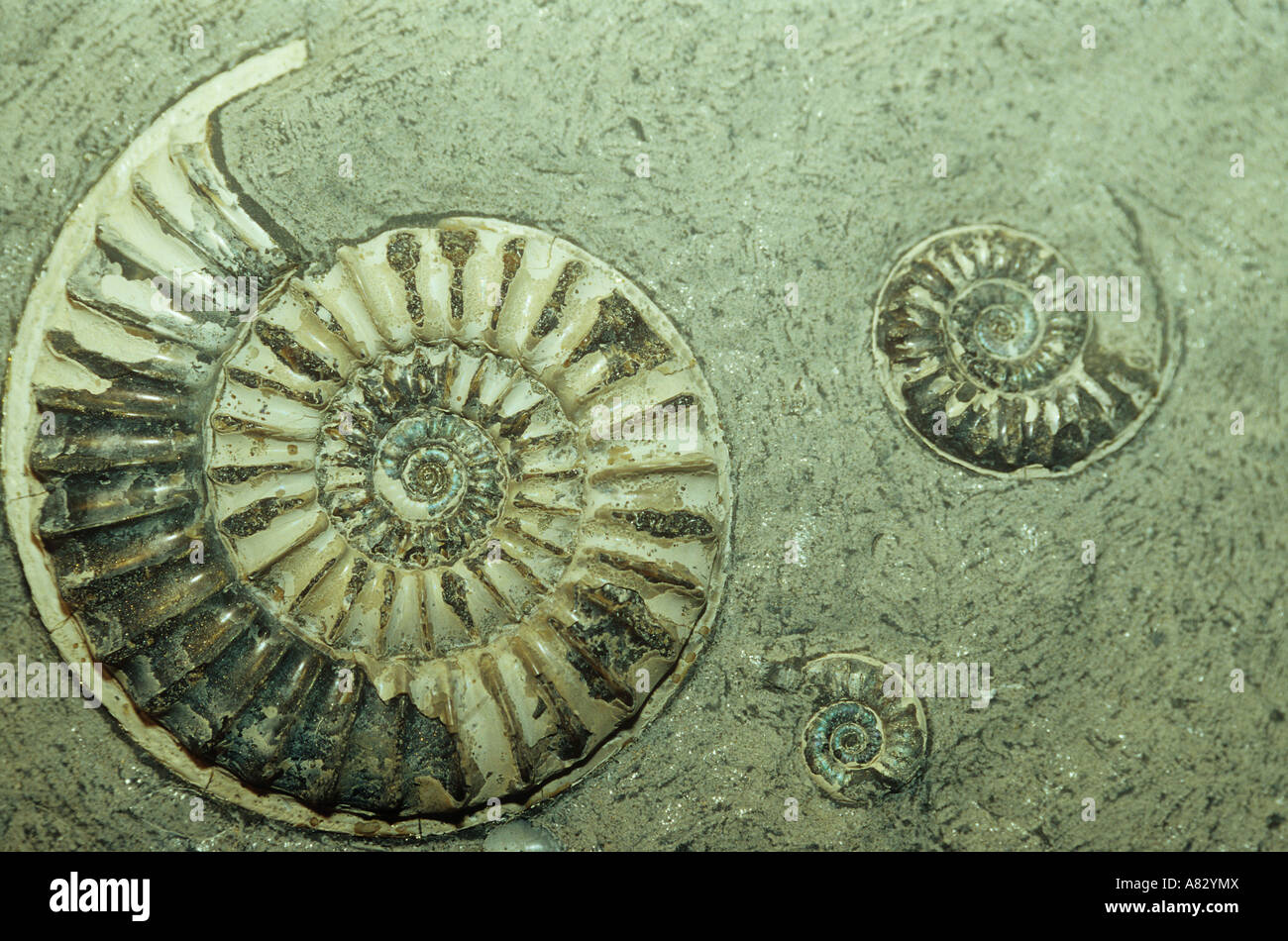 Ammonite hi-res stock photography and images - Alamy