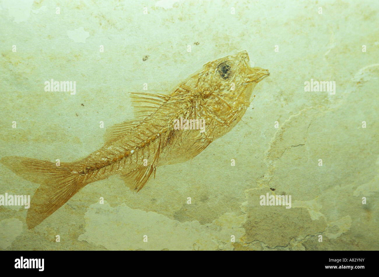 fossil (fish) / Dapalis macrurus Stock Photo - Alamy