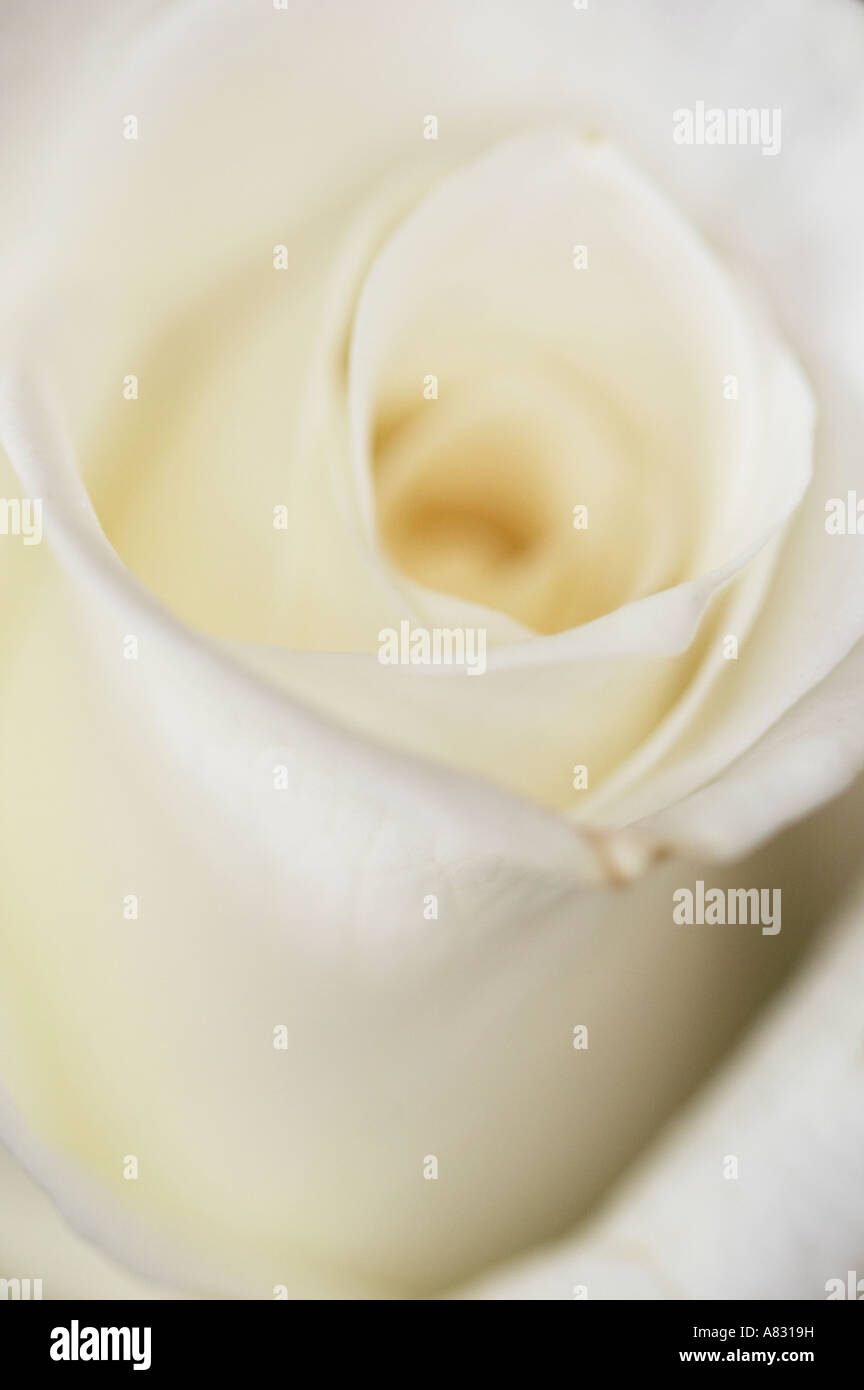 Rosa - 'Akito' (Rose Stock Photo - Alamy