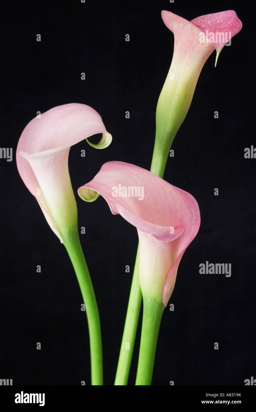 Zantedeschia - 'Crystal Blush' (Calla Lily Stock Photo - Alamy
