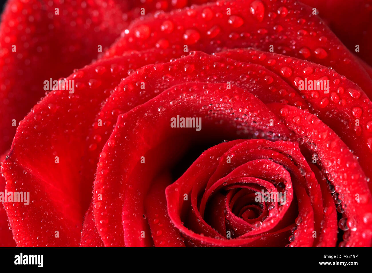 Rose, Rosa, Grand Prix Stock Photo - Alamy