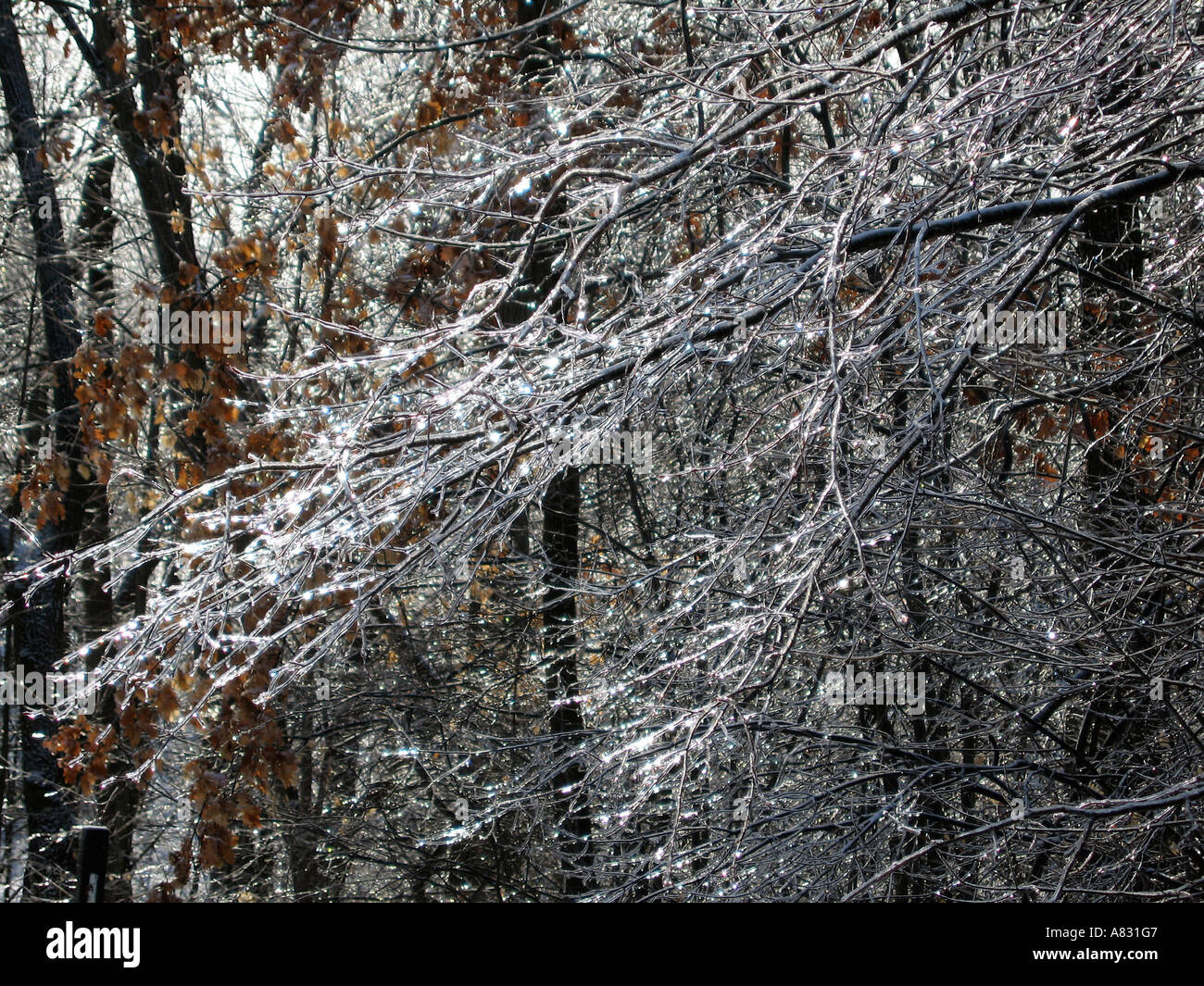 Trees after ice storm Stock Photo - Alamy