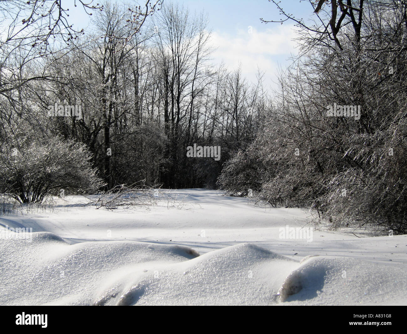 Trees after ice storm hi-res stock photography and images - Alamy