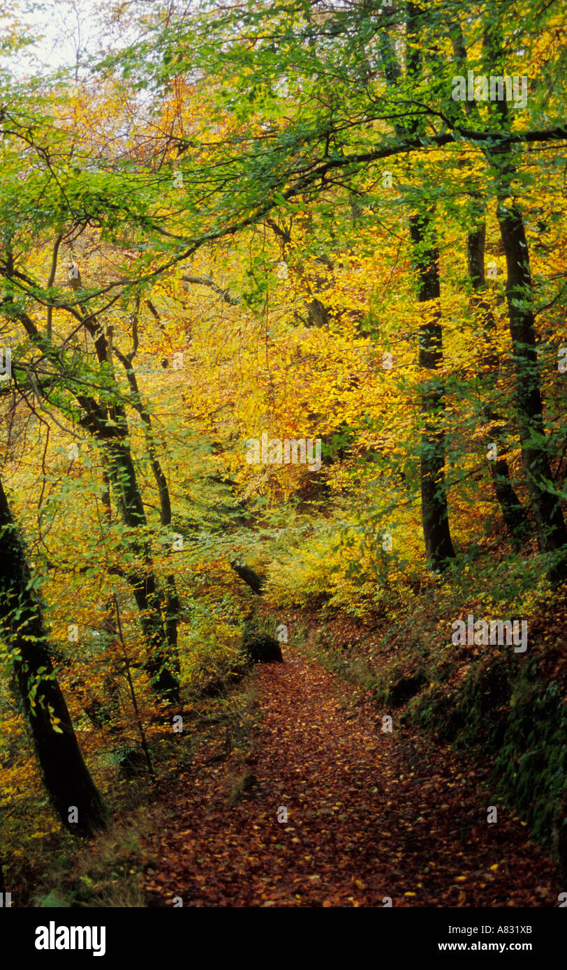 Woodland path near Litton in the Peak District in England Stock Photo ...