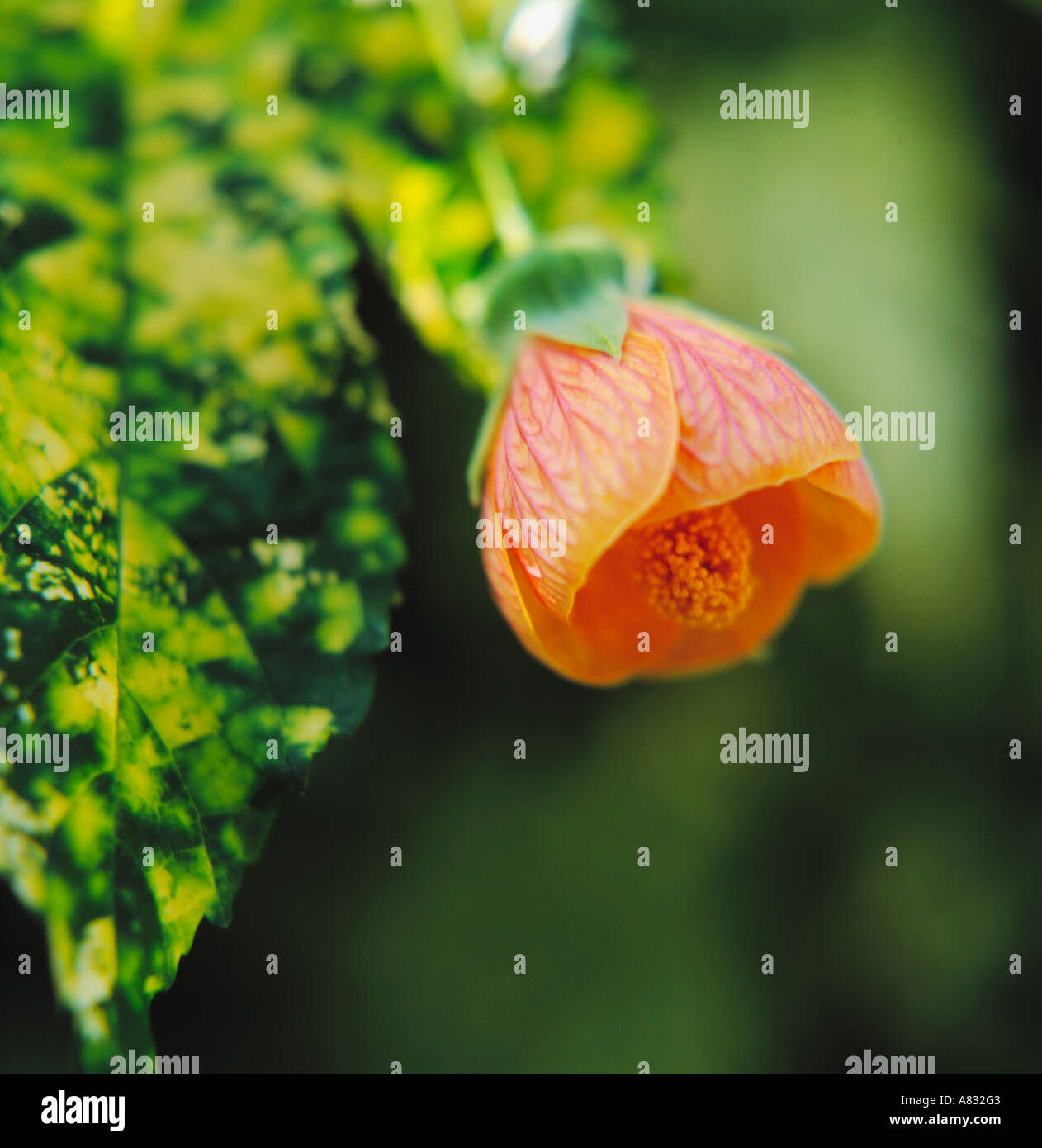Abutilon pictum ‘thompsonii’ hi-res stock photography and images - Alamy
