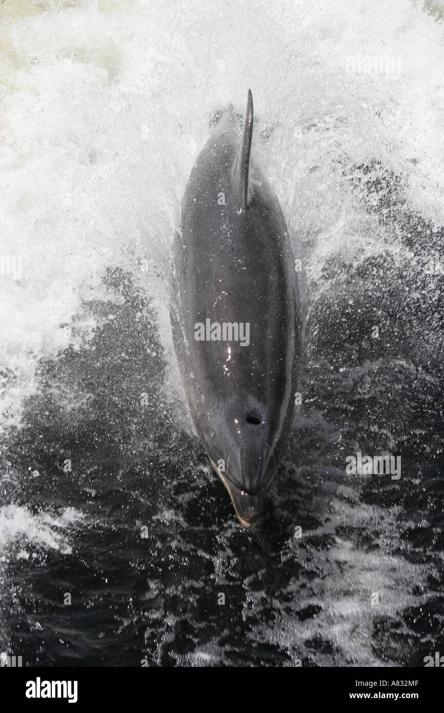 Peter dolphin hi-res stock photography and images - Alamy