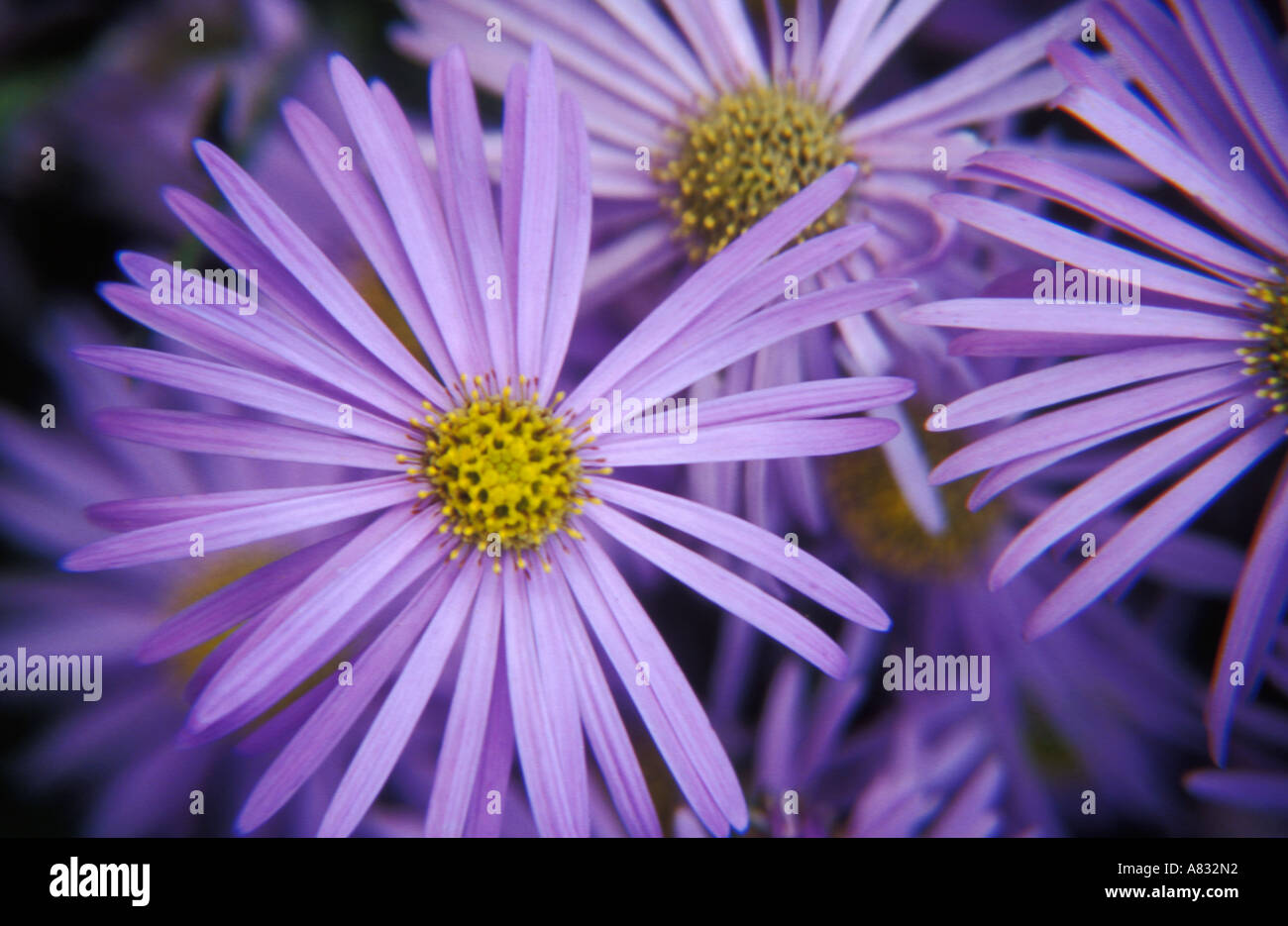 Aster thomsonii hi-res stock photography and images - Alamy