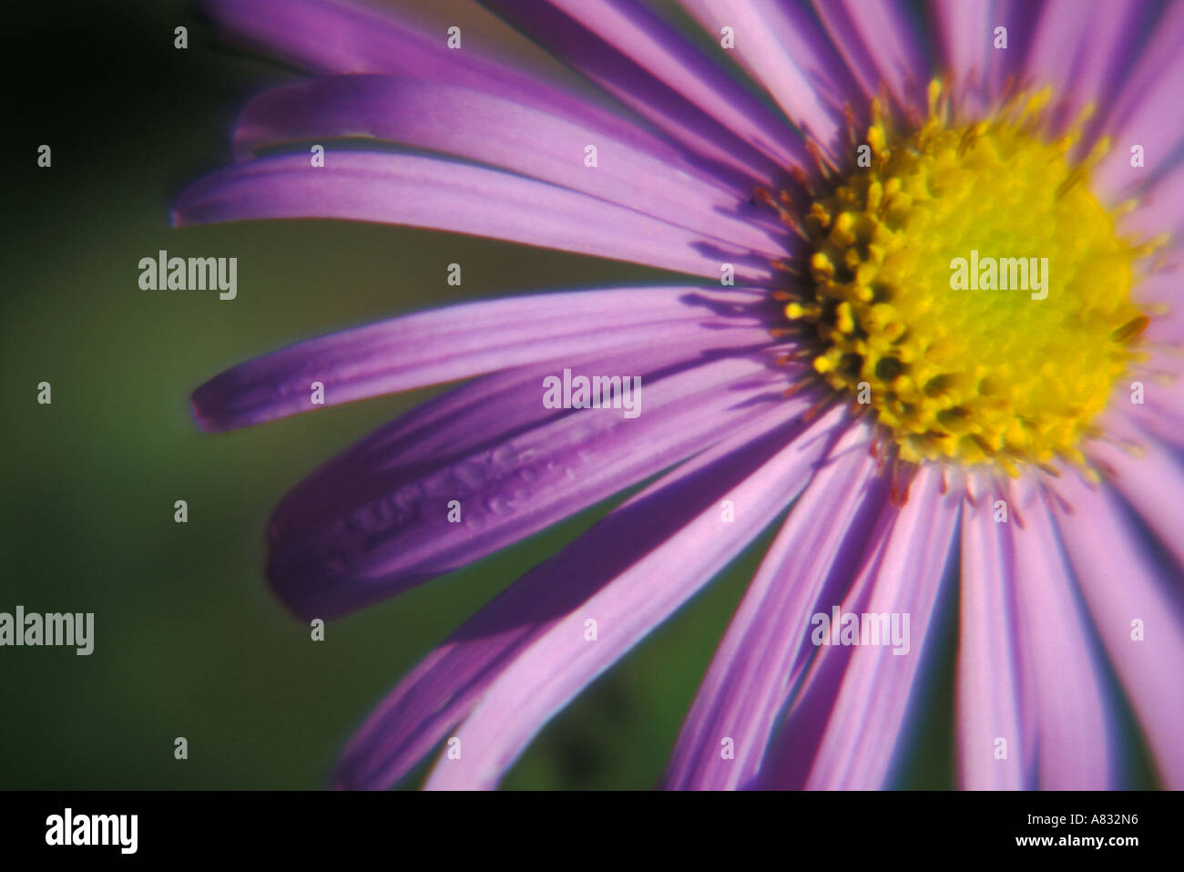Aster thomsonii hi-res stock photography and images - Alamy