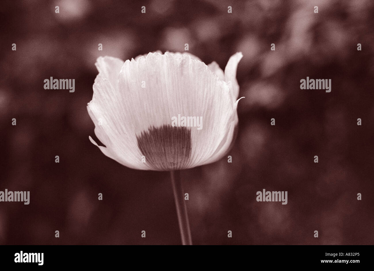 Sepia poppy hi-res stock photography and images - Alamy