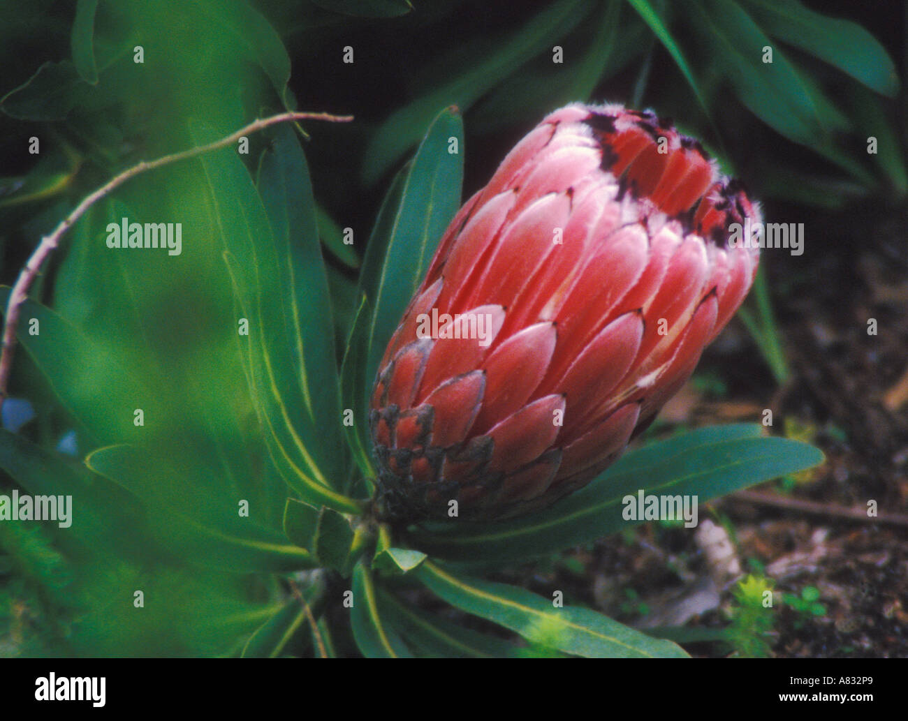 Protea longifolia hi-res stock photography and images - Alamy