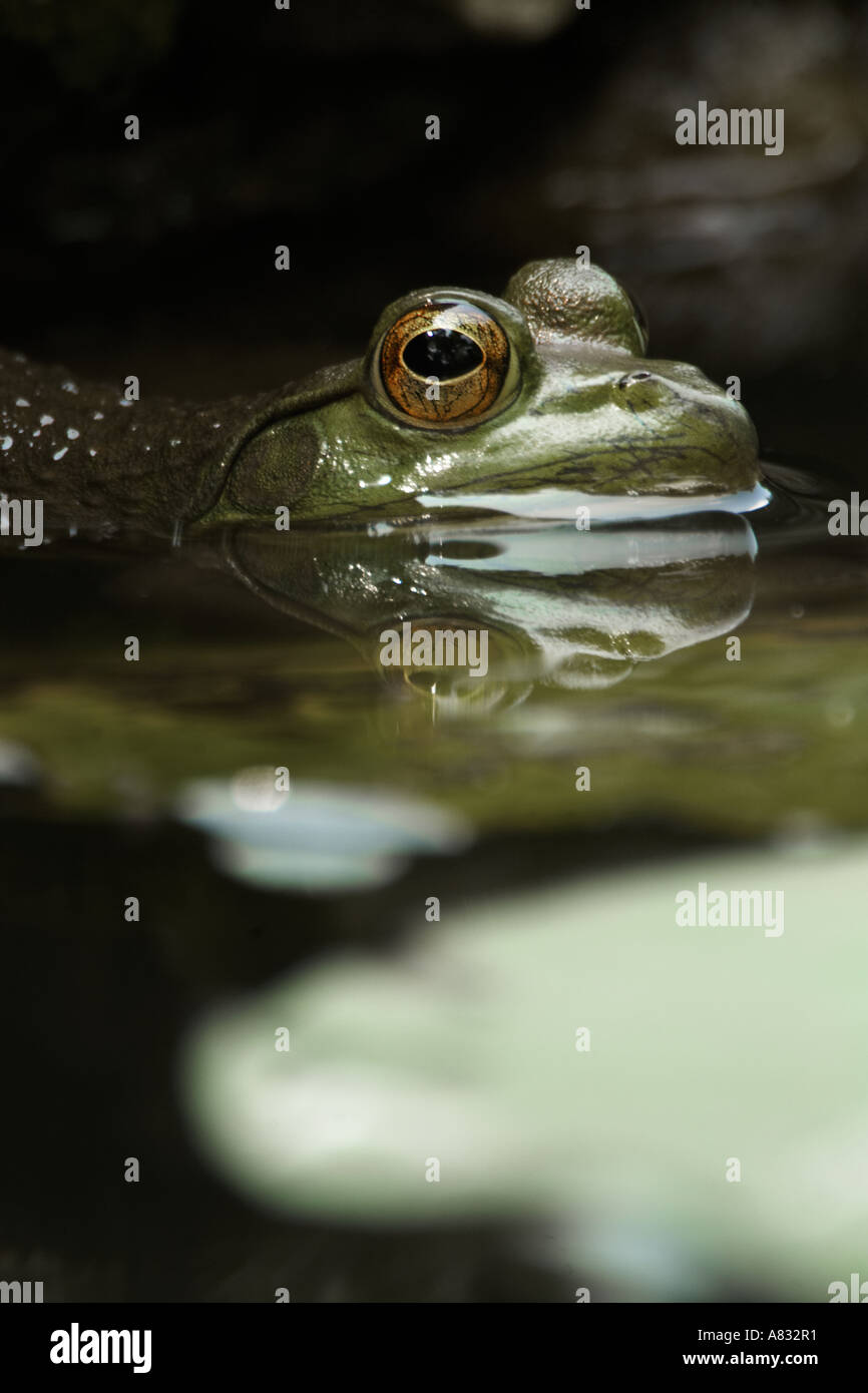 Frog eyes above water hi-res stock photography and images - Alamy