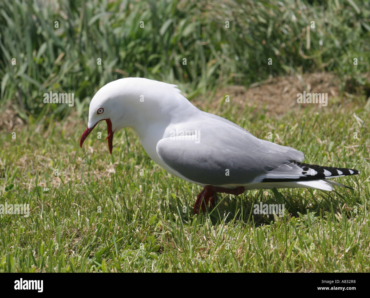 New zealand gull red hi-res stock photography and images - Alamy