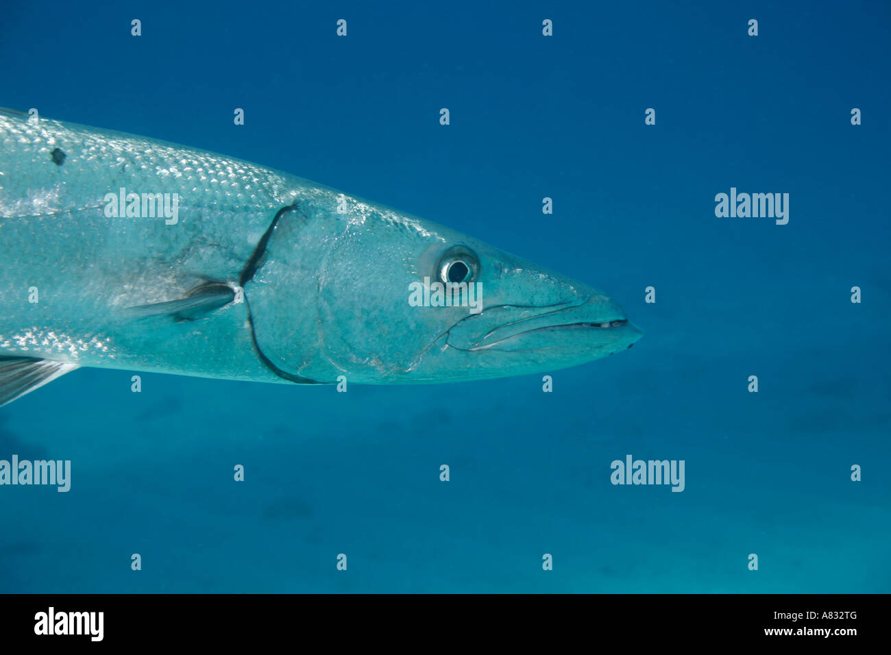 Barracuda hi-res stock photography and images - Alamy