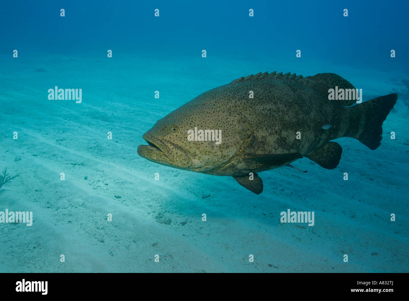 Grouper mouth hi-res stock photography and images - Alamy