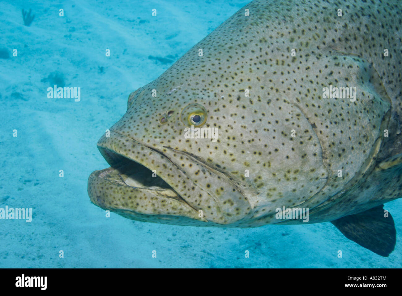 Goliath grouper mouth hi-res stock photography and images - Alamy