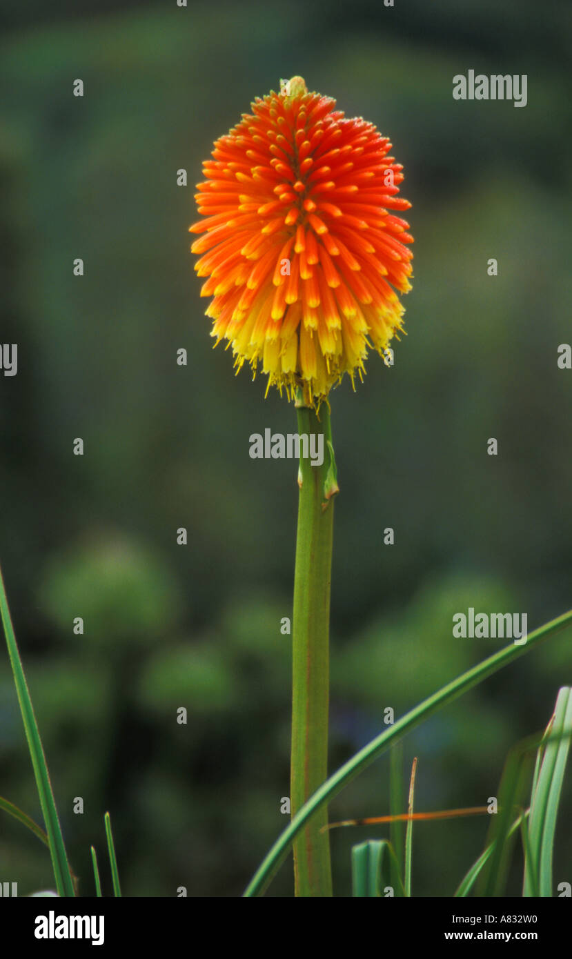 Kniphofia rooperi hi-res stock photography and images - Alamy