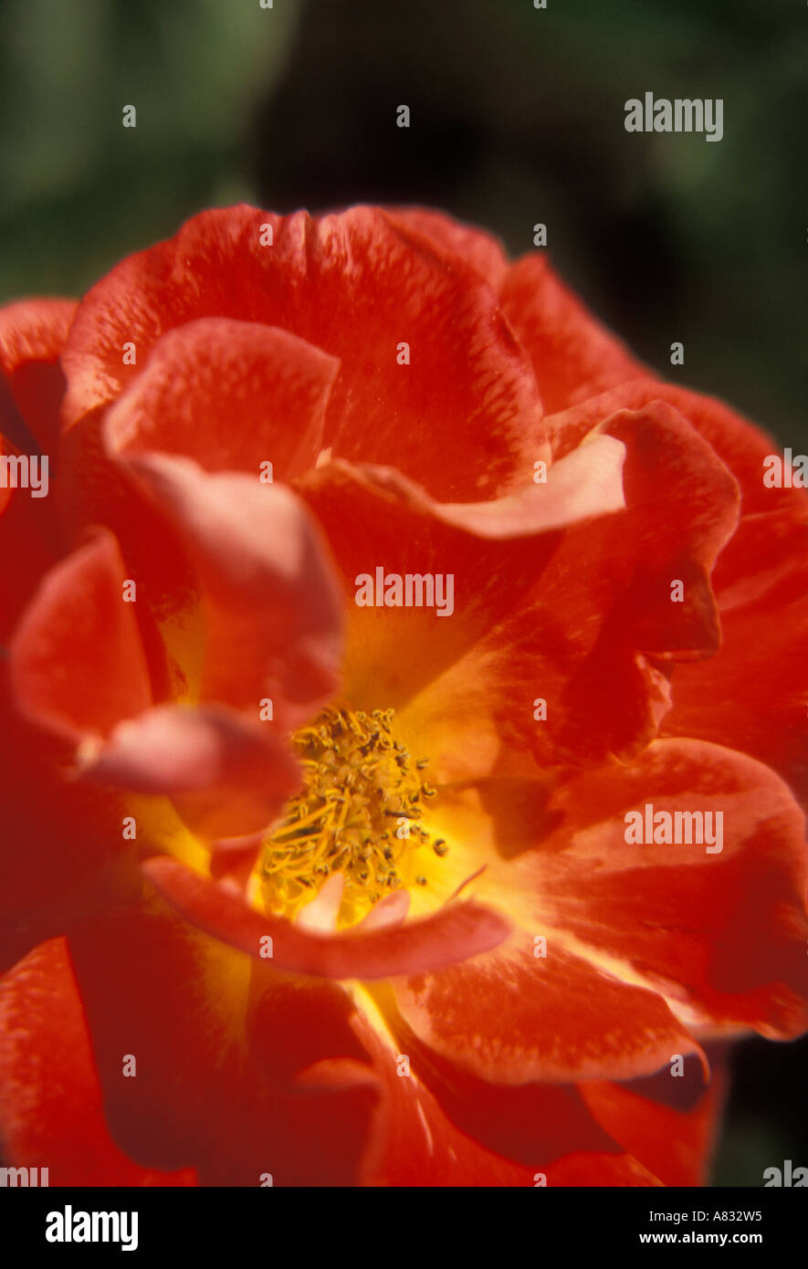 Rosa Eye Paint High Resolution Stock Photography and Images - Alamy