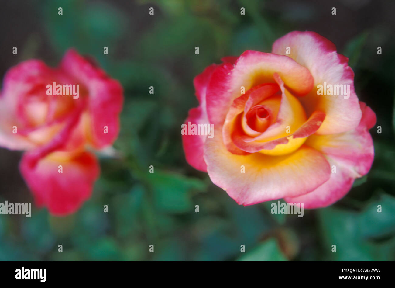 Arden rose hi-res stock photography and images - Alamy