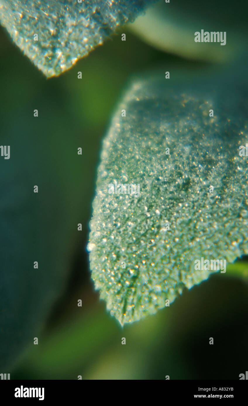 Lanata flower hi-res stock photography and images - Alamy
