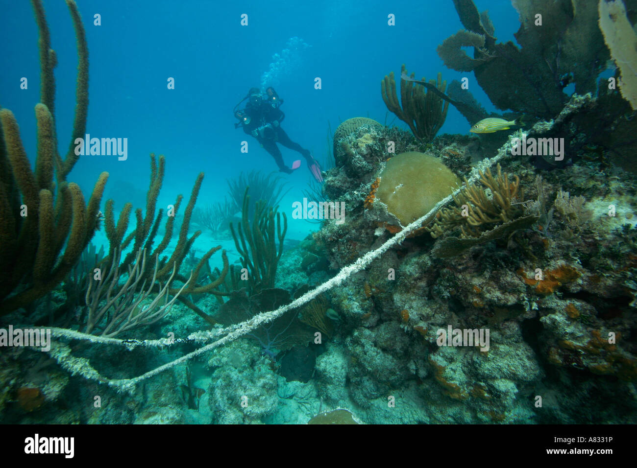 Underwater photographer examines discarded anchor line damage to coral ...