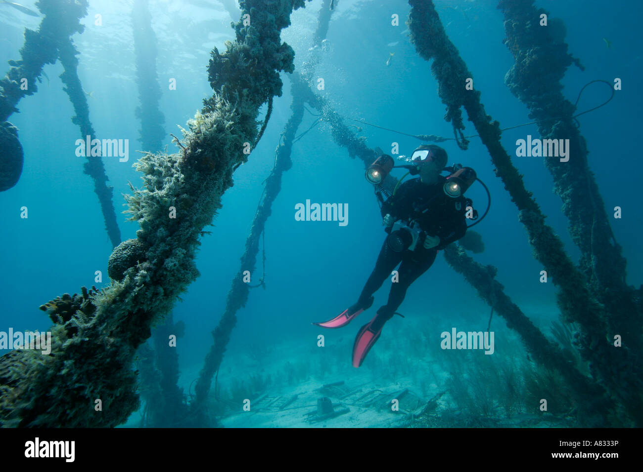 Underwater photographer under Hen and Chickens lighthouse support beams ...
