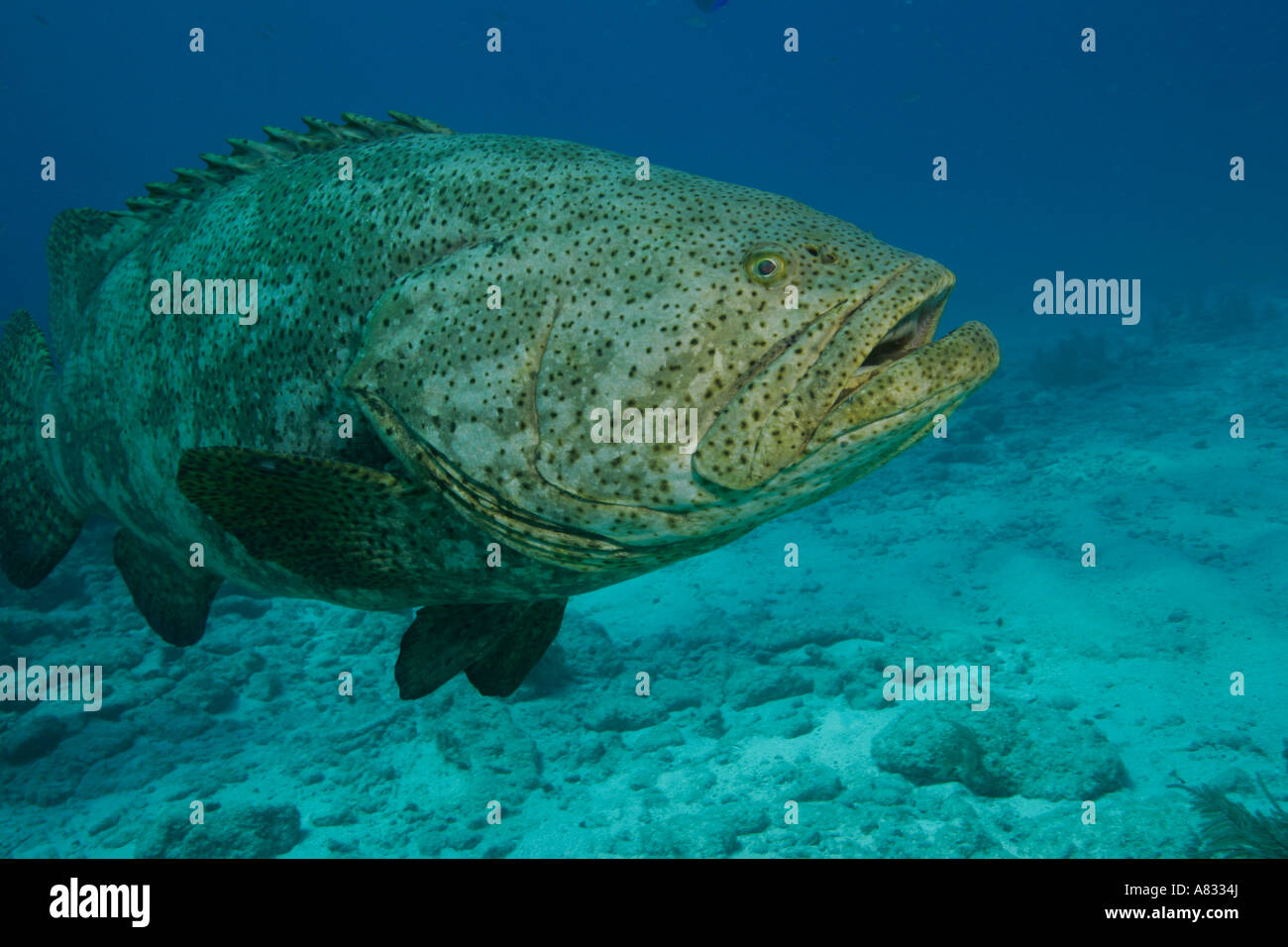 Goliath Grouper, Epinephelus itajara, endangered species, Florida Keys ...