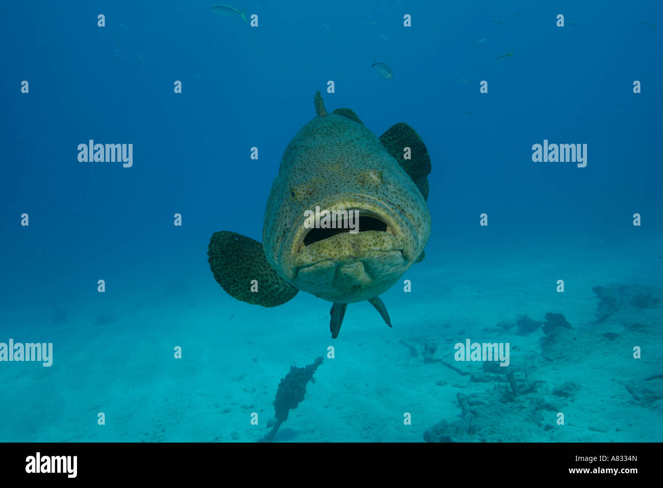 Goliath Grouper, Epinephelus itajara, endangered species, Florida Keys ...