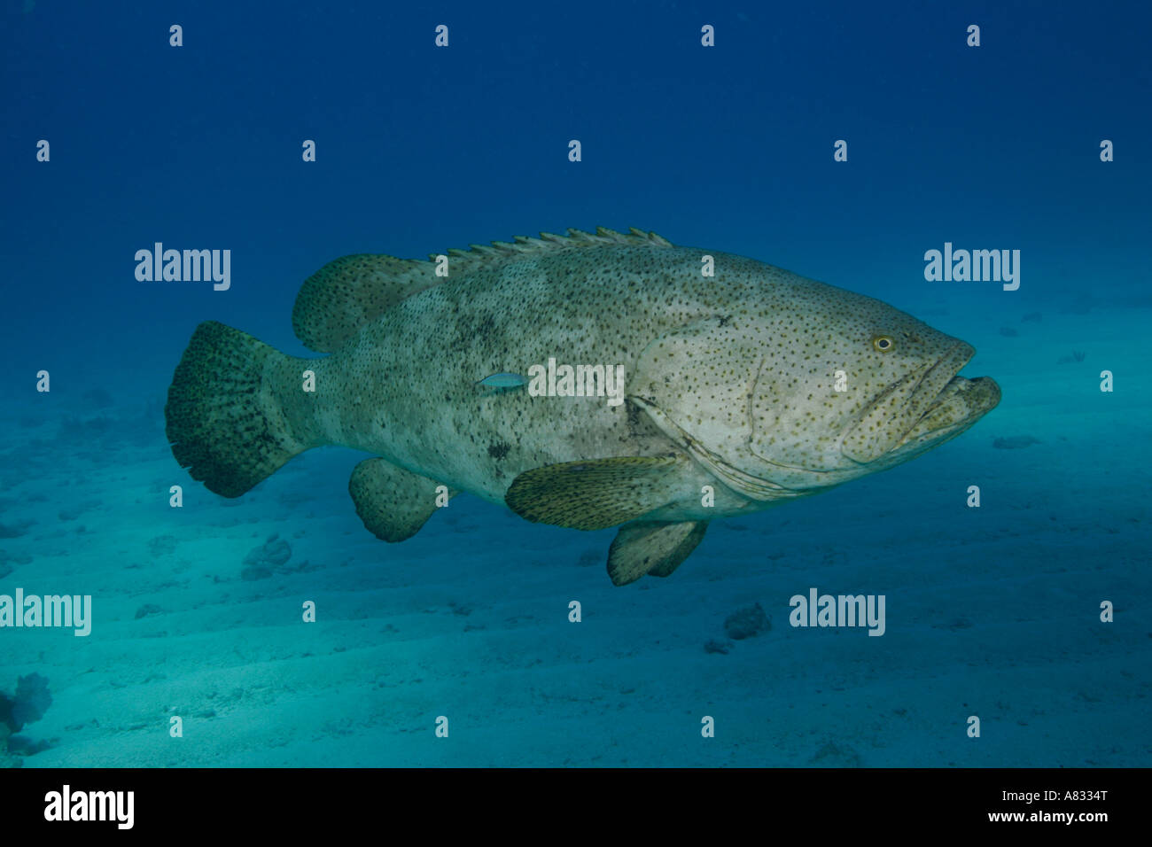 Goliath Grouper, Epinephelus itajara, endangered species, Florida Keys ...