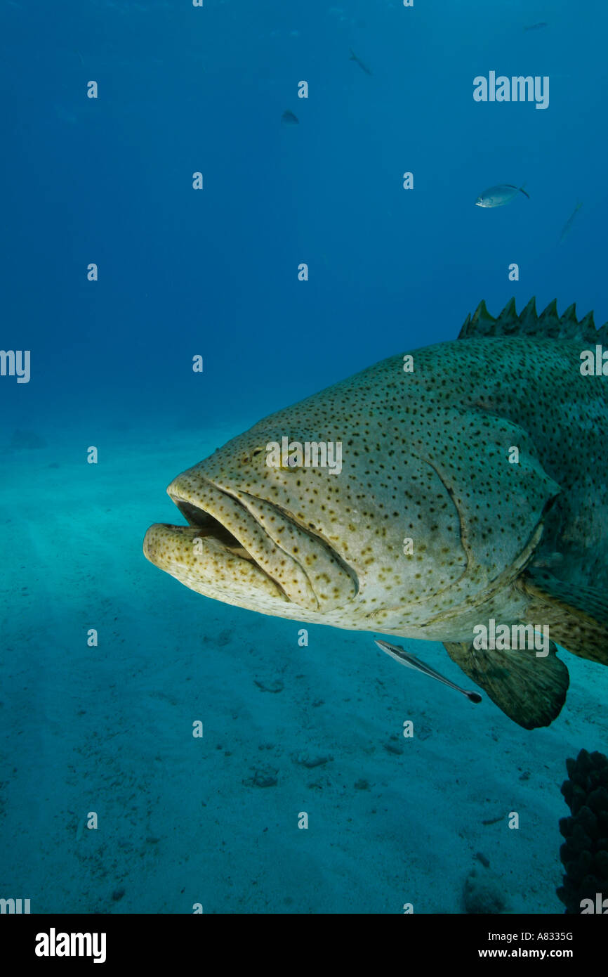 Goliath Grouper, Epinephelus itajara, endangered species, Florida Keys ...