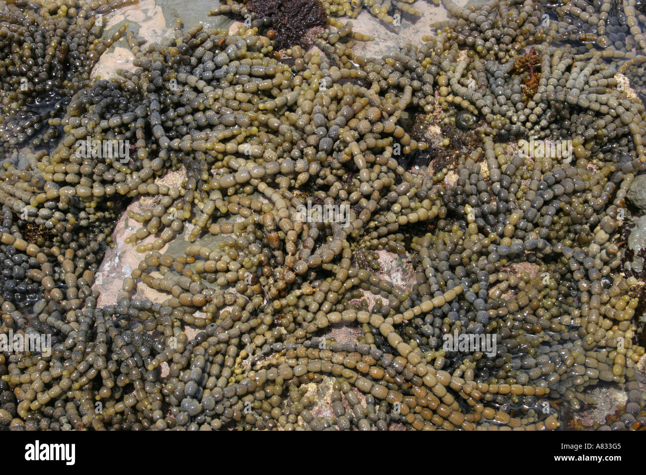 Seaweed, New Zealand Stock Photo - Alamy
