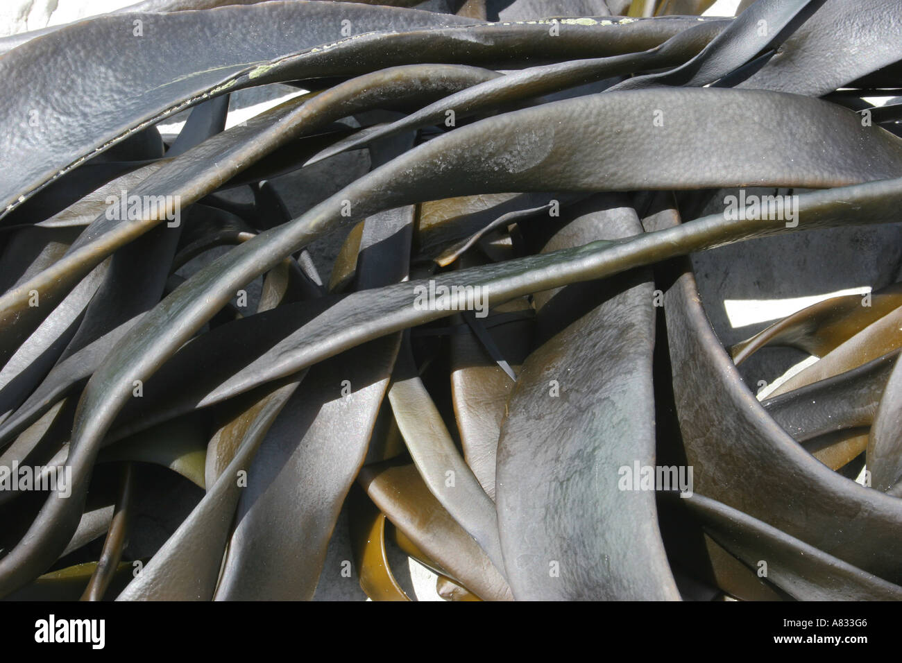 Seaweed, New Zealand Stock Photo - Alamy