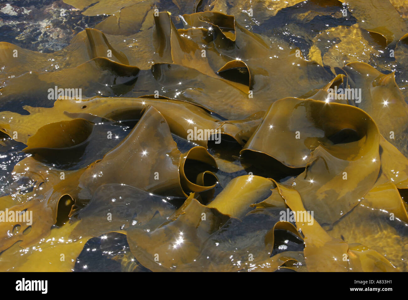 Seaweed, New Zealand Stock Photo - Alamy