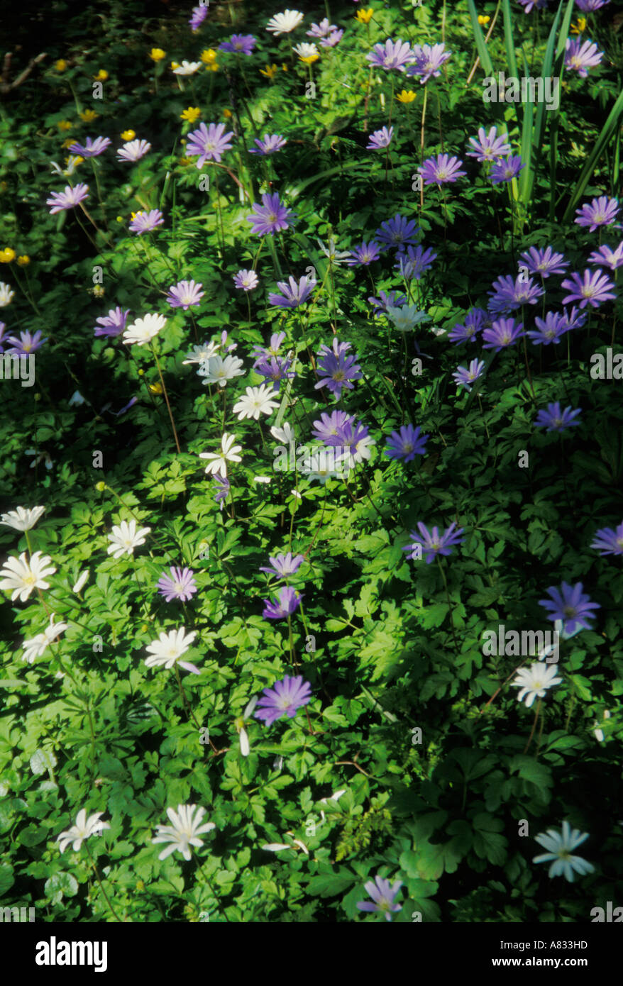 Anemonies hi-res stock photography and images - Alamy