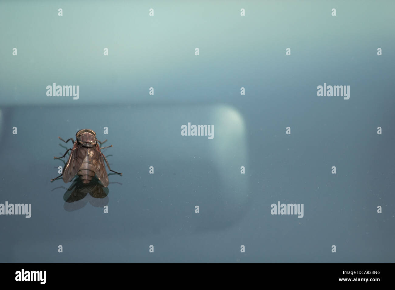 Bug on a windshield hi-res stock photography and images - Alamy