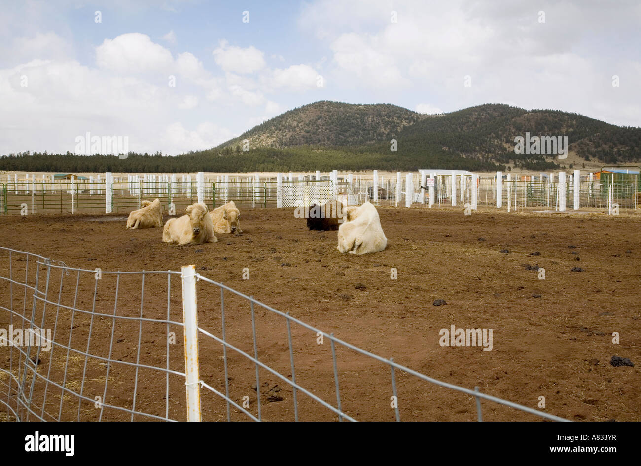 Spirit mountain ranch hi-res stock photography and images - Alamy