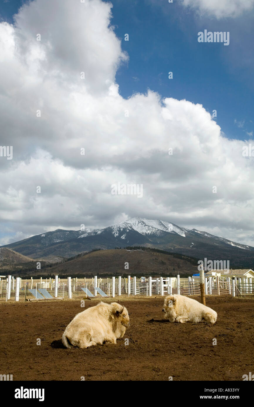 White Buffalo at Spirit Mountain Ranch outside of Flagstaff Arizona USA ...