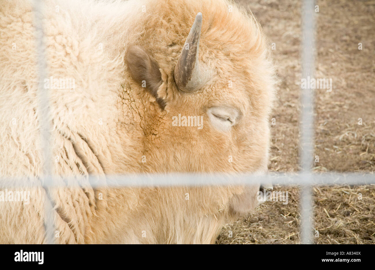 White Buffalo at Spirit Mountain Ranch outside of Flagstaff Arizona USA ...