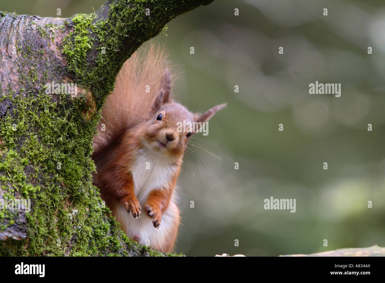 Red squirrel drey hi-res stock photography and images - Alamy