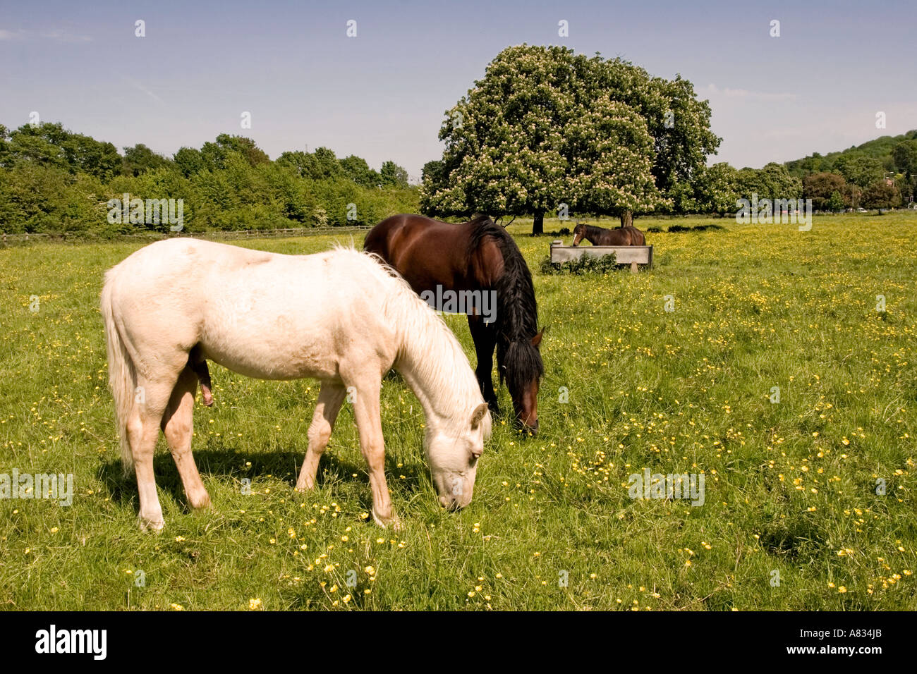 Boxmoor hi-res stock photography and images - Alamy