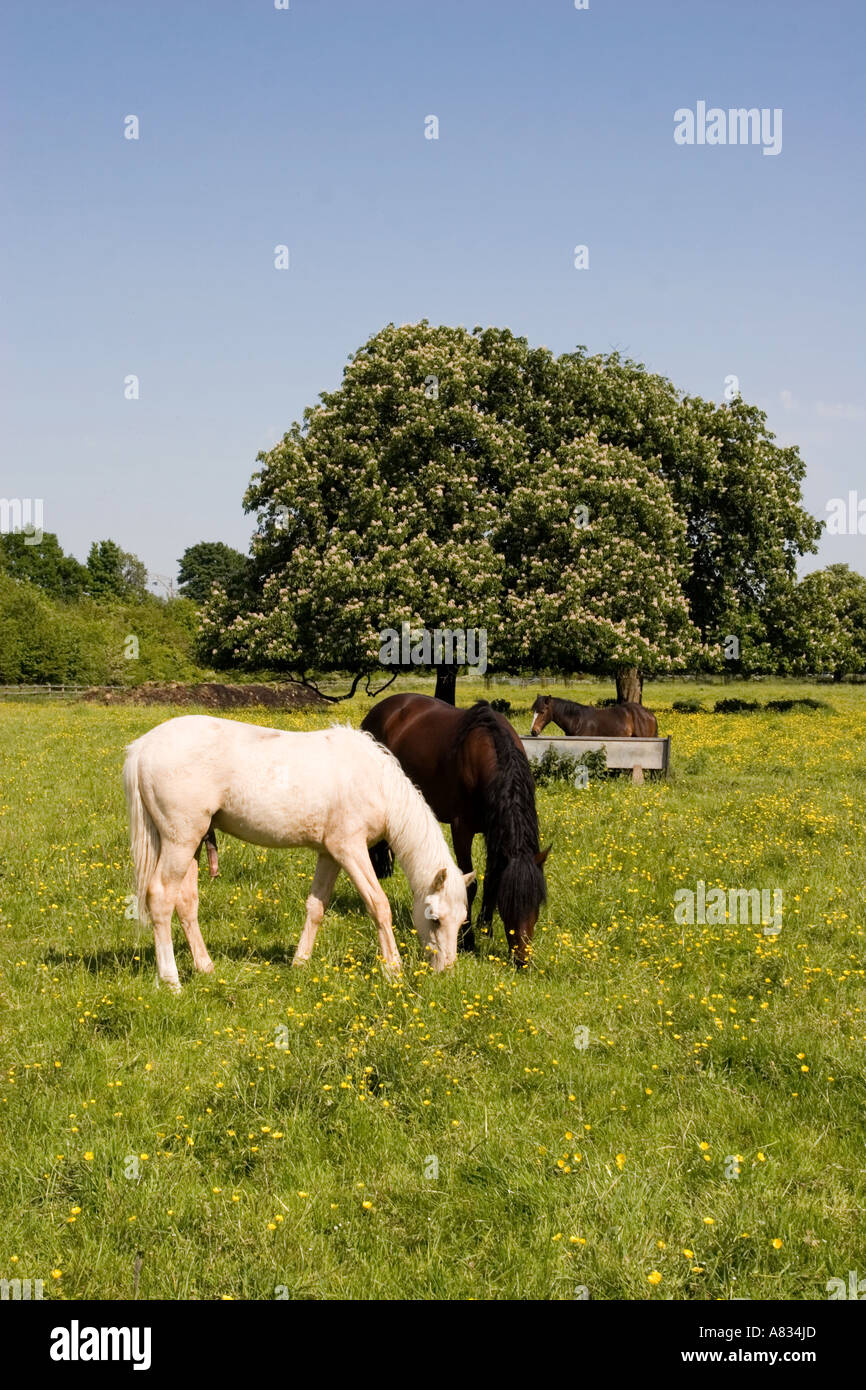 Boxmoor hi-res stock photography and images - Alamy